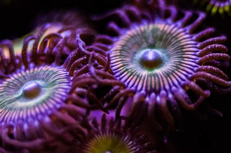 Zoanthid And Palythoa Eye Candy Thread Zoas And Palys Reef2reef