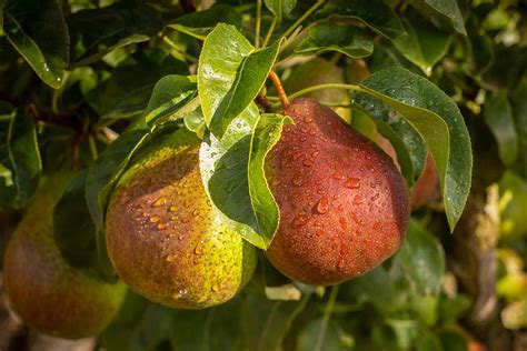 13 Of The Finest Winter Pear Varieties To Develop At House