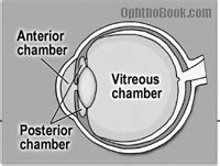 Posterior Cavity Of Eye Function