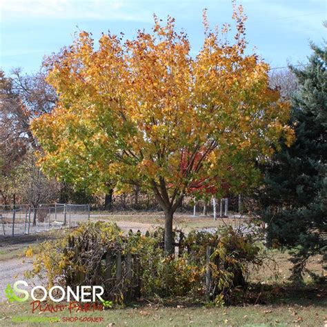 Shantung Maple Landscape Maple Trees For Sale