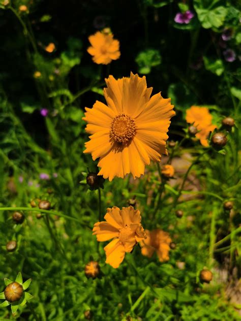 50种最美菊花，祝你花开富贵，喜气自来 花百科