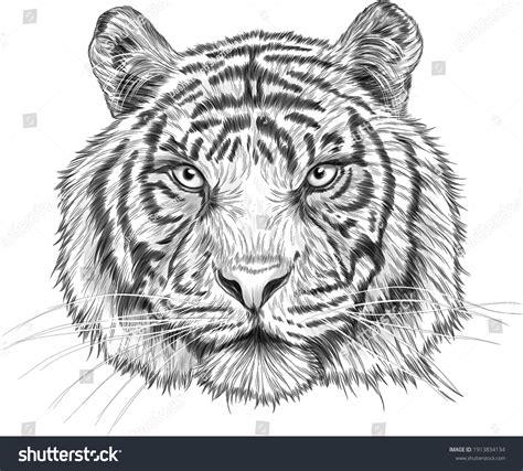 41483 Imágenes De Tiger Head Drawing Imágenes Fotos Y Vectores De