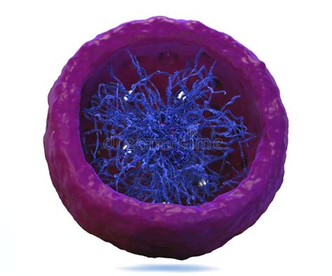 Cell Nucleus Inside Stock Illustration Illustration Of Education 74486114