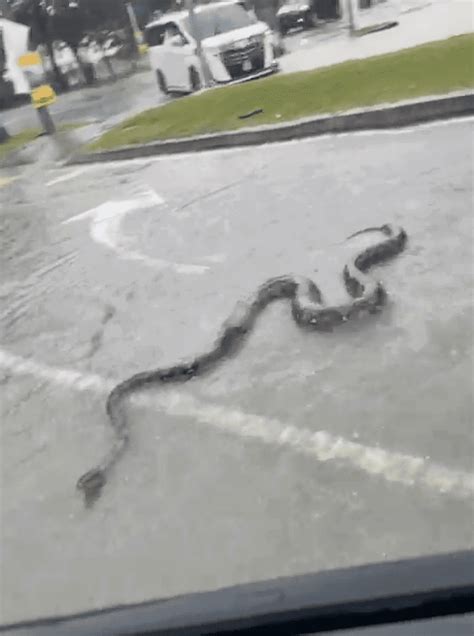 Python Appears During Flash Flood Along Setia Alam Roads After Heavy