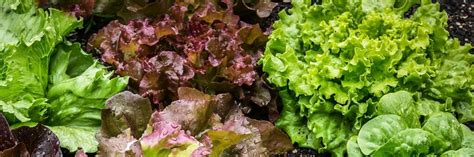 De La Mimolette Jeune à La Mimolette Extra Vieille On Vous Dit Tout