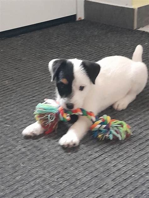 I Love Ruby Black Bubble Chovatelská Stanice Black Bubble