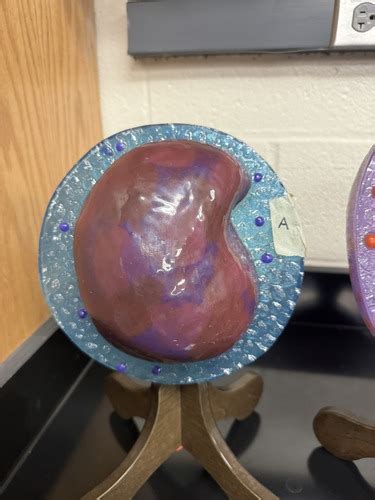 Anatomy 2 Lab Practical 1 Flashcards Quizlet
