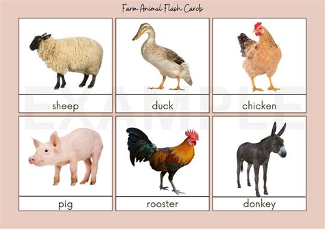 Farm Flashcards Printable Montessori Flash Cards Three Part Cards Farm