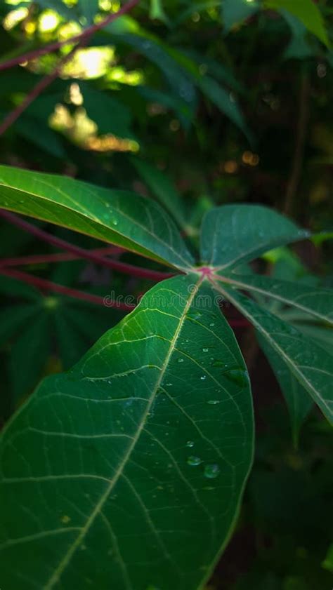 Cassava Leaves With A Little Sunlight Photographed From Close Range Stock Image Image Of