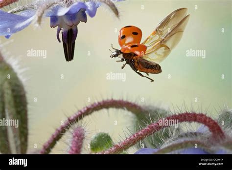 Seven Spot Ladybird Seven Spotted Ladybug Or C 7 Coccinella