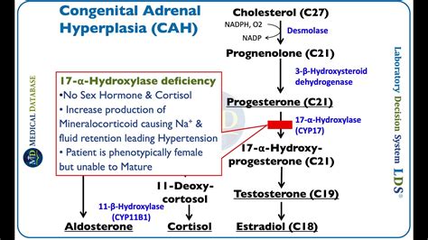 Congenital Adrenal Hyperplasia Pathway
