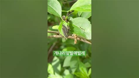 개나리잎만 먹고 있는 개나리잎벌애벌레들이 개나리잎을 초토화시켜요 Youtube