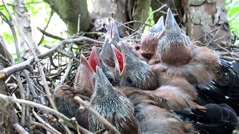 Птенцы сойки скоро покинут гнездо Youtube