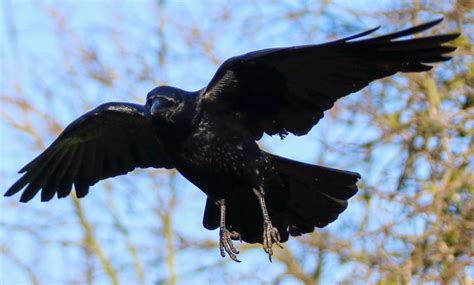 New Caledonian Crow Flying