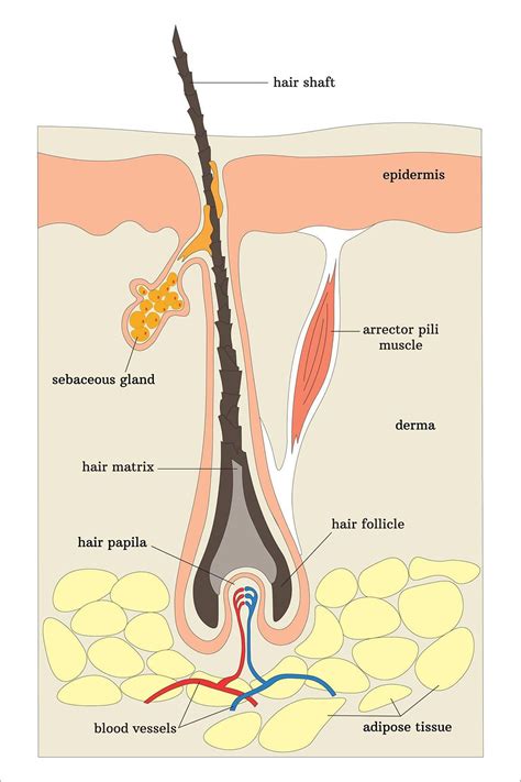 The Root Cause Of Scalp Issues