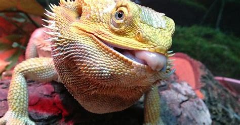 My Super Fucking Awesome Bearded Dragon Sid Is Seducing You Be