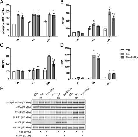 Protein Expression Of Er Stress Signaling Markers Over Time A The