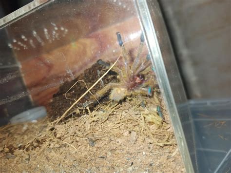 Possible To Sex My Obt Pic 1 And Lugardi Pic 2 Or Still Too Small Rtarantulas