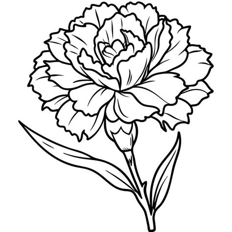 Dianthus Drawing Vectors And Illustrations For Free Download