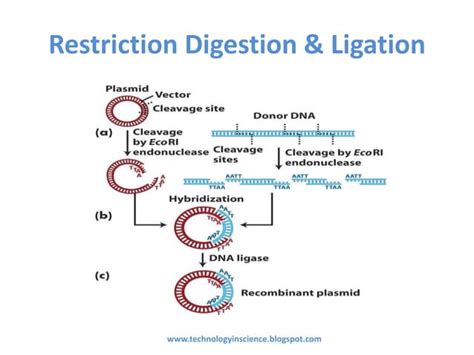 Recombinant Protein Expression In Li Biotech And Biomedical