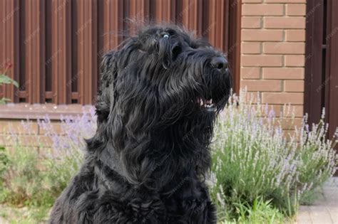 Premium Photo Big Black Russian Terrier Close Up