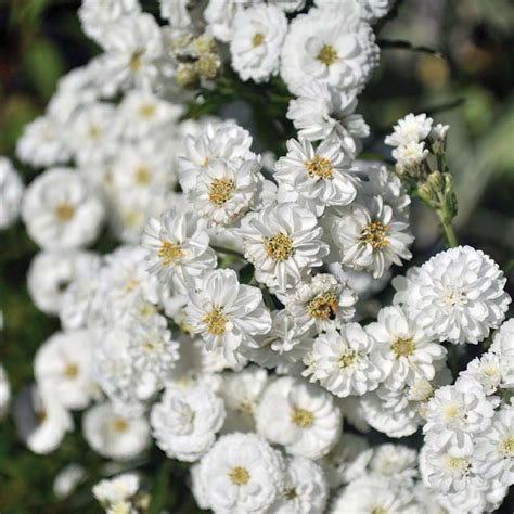 Achillea Ptarmica The Pearl White Achillea For Sale Uk Claire Austin