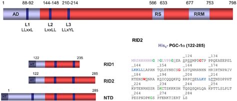 Architecture Of Human Pgc 1 A And Constructs Used In This Study Pgc 1