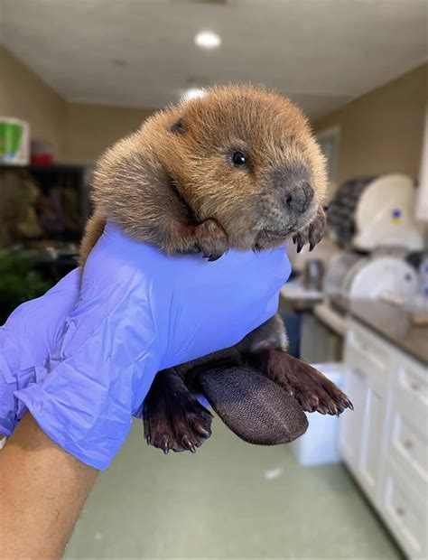 Can You Have A Beaver As A Pet Is It Ethical And Legal
