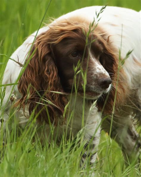 Daisy The Cocker Spaniel Gary Mann Flickr