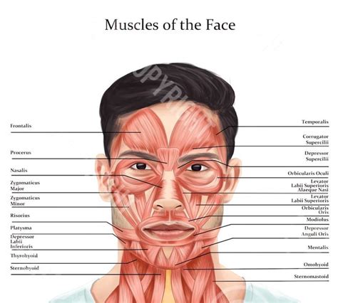 Male Facial Anatomy Bundle Botox And Filler Injector Anatomy