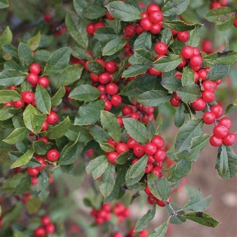 Berry Heavy® Gold Winterberry Holly Proven Winners Colorchoice