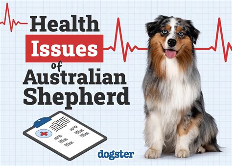 Mini Australian Shepherd Health Issues