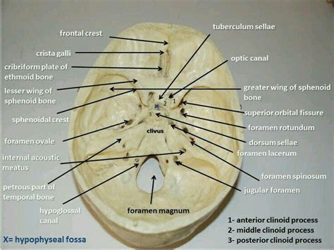 Endocraneo Anatomía Médica Anatomía Humana Anatomía