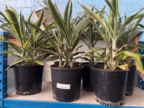 Quantity Of 6 Asstd Plants