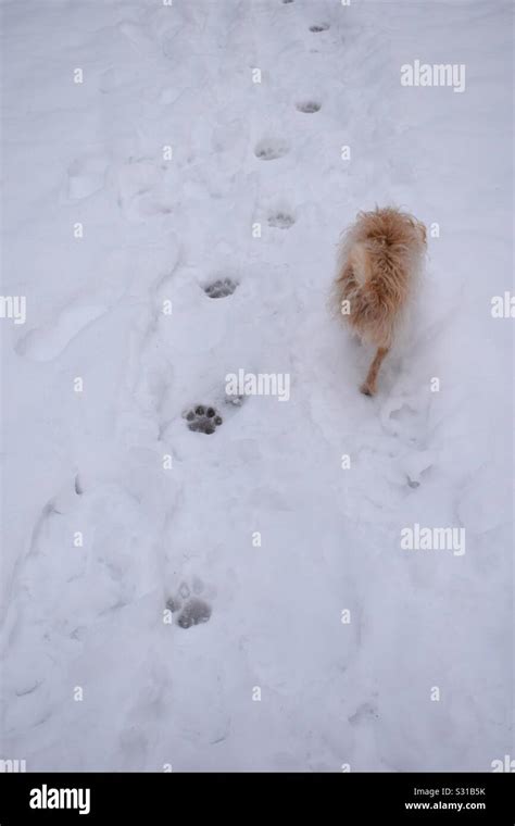 Mountain Lion Paw Print Vs Dog