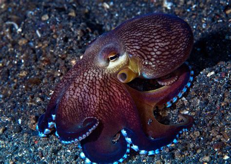 8 Amazing Octopus Species