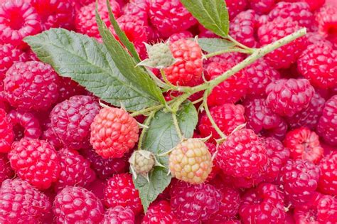 Nova Floricane Producing Organic Red Raspberry Backyard Berry Plants