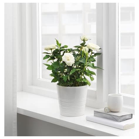 Rosa Potted Plant Roseassorted Colours 13 Cm Ikea