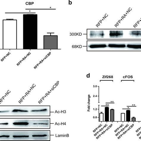 Inhibiting Cbp Expression Reversed The Upregulation Of H3h4