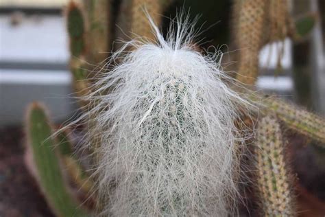 Learn How To Grow And Care For Old Man Cactus Gardeners Path