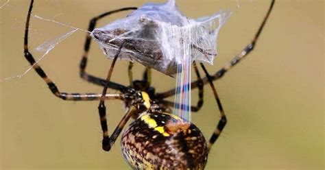 Apa Hal Unik Dari Urusan Seks Laba Laba Belajar Sampai Mati