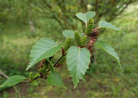 Bouleau Derman Betula Ermanii Taille Bouturage Entretien