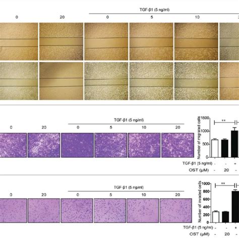 Differential Trypsinization Protocols A Isolation Of Ts1 Ts2 And Download Scientific