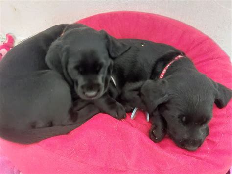 Cockerdor Puppies For Sale Ukpets