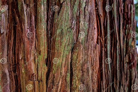 Close Up Of Giant Ancient Sequoia Tree Bark In The Redwoods Forest In