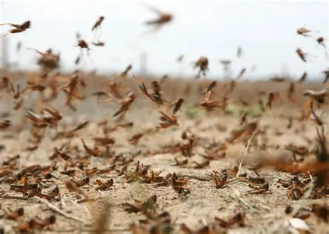 Fao Report Reveals Desert Locust Swarms In Morocco