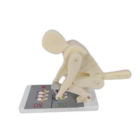 Kyrenmed Spine Force Anatomical Model For Weightlifting And Bending