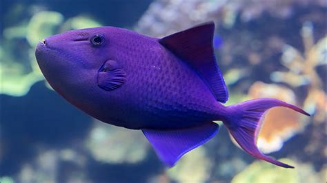 Redtoothed Blue Triggerfish Youtube