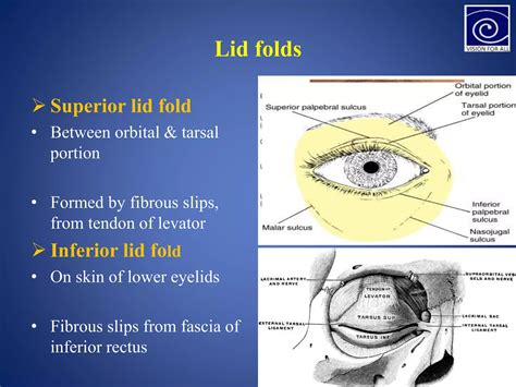 Eyelid Pptx