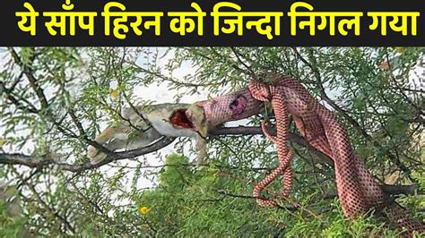 ये साँप हिरन को जिन्दा निगल गया Python Brutal Attack Python Fight